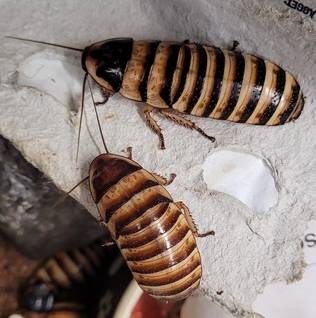 Myytävät lemmikit - Onnen lemmikit verkkokauppa