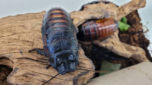 Madagaskarin Sihisevätorakka - Onnen lemmikit verkkokauppa