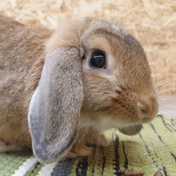 Lemmikkikani - Onnen lemmikit verkkokauppa